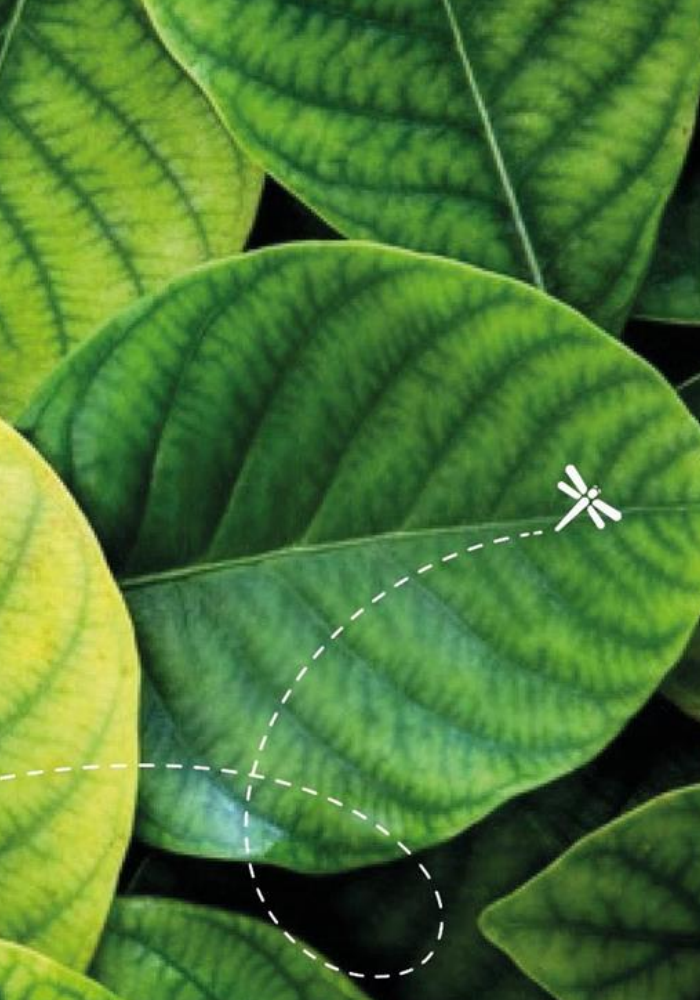 Study of perceptions on remote work – Decarboost